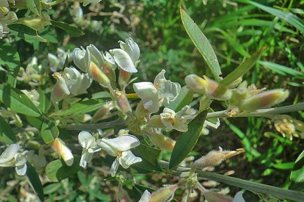 Tagasaste - La Palma Travel