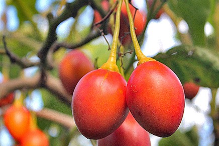 Tamarillo or Tree Tomatoes - La Palma Travel