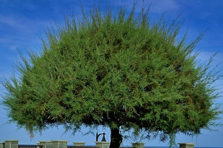 Tarajal - La Palma Travel