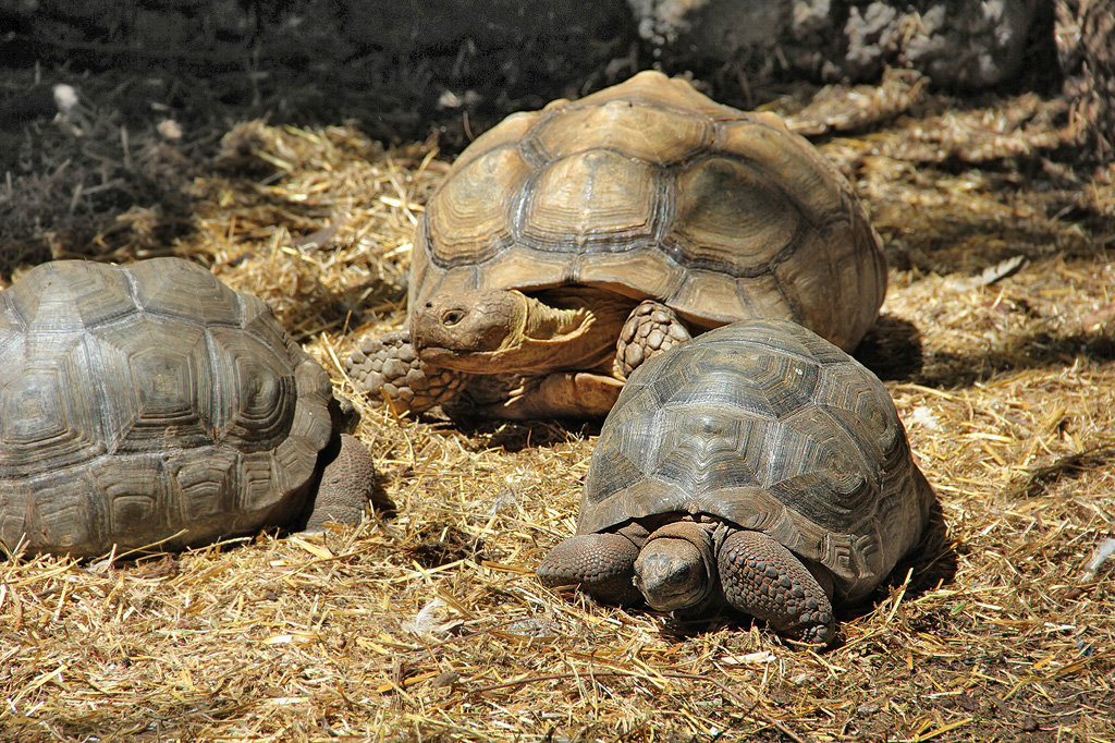 Maroparque - Exotenzentrum, Tierrettungsstation - La Palma Travel