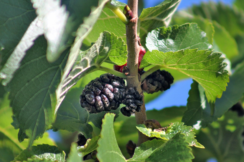 Mora, moral - La Palma Travel