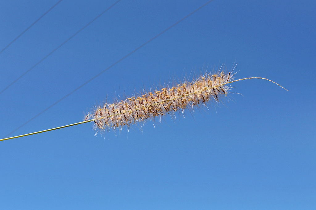 Rabo de gato - La Palma Travel